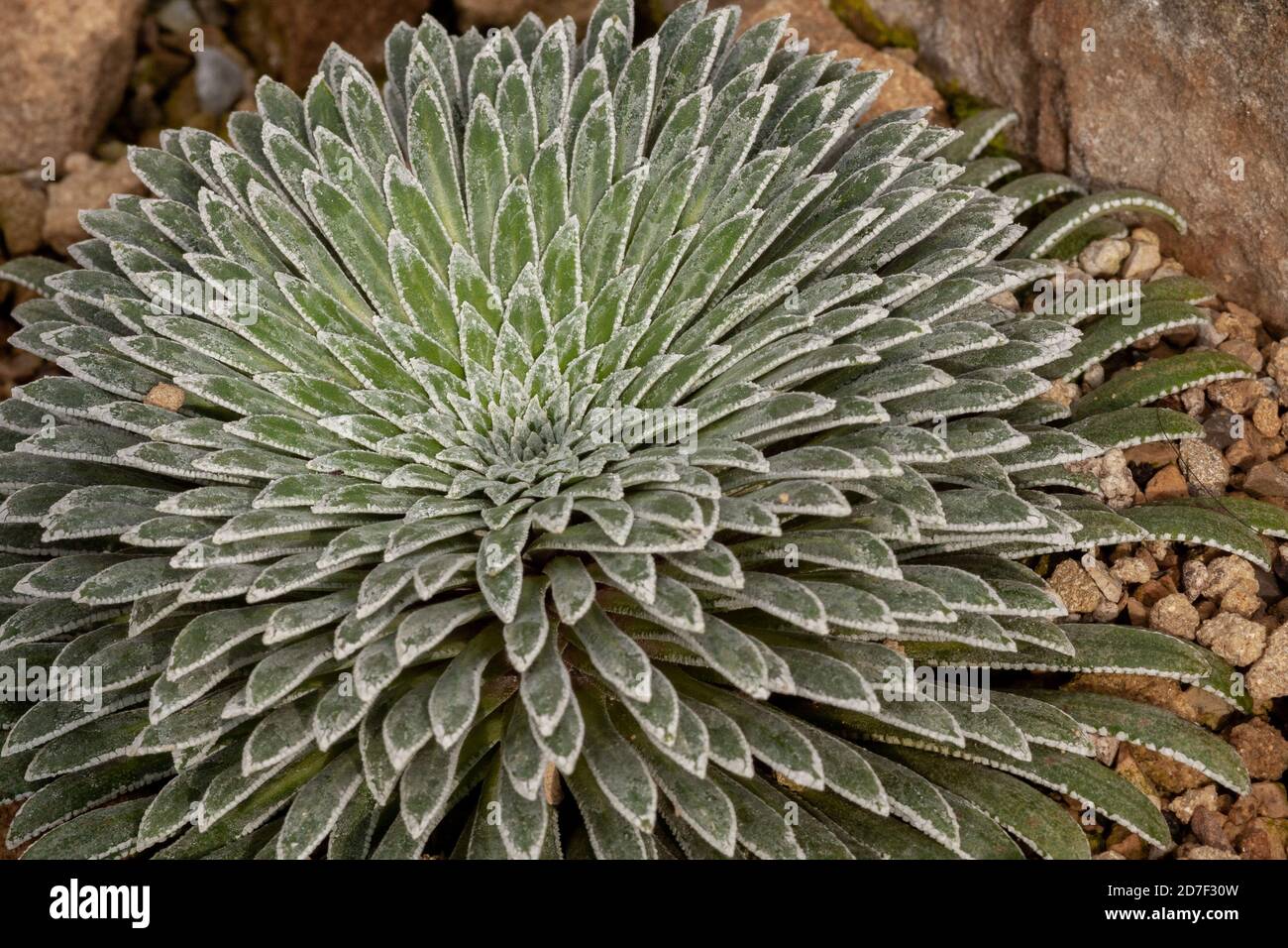Alpine grown in gravel hi-res stock photography and images - Alamy
