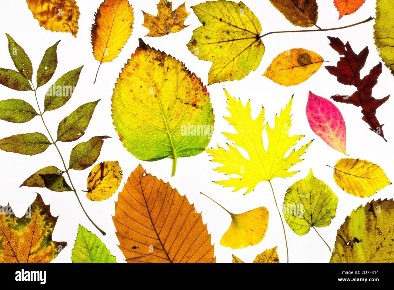 Collage of colorful autumn leaves on a white background Stock Photo - Alamy