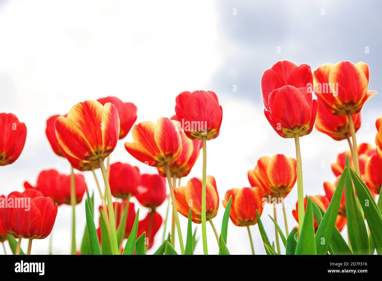 Red tulip broken with yellow hi-res stock photography and images - Alamy