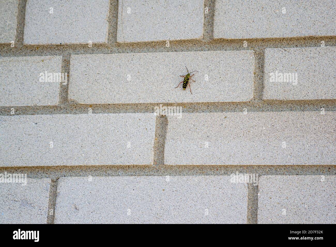 Crawling wall hi-res stock photography and images - Alamy