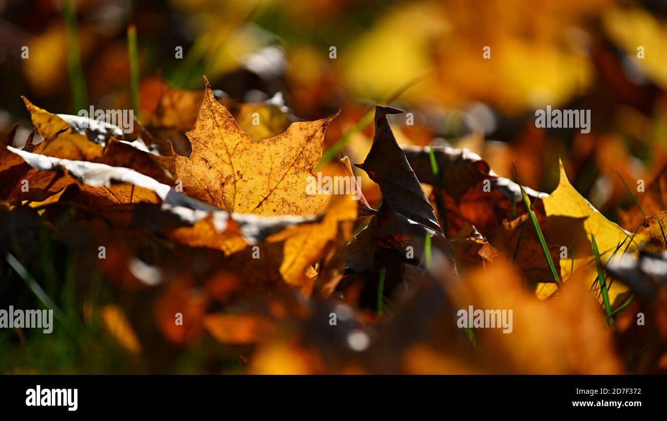 Beautiful colorful leaves hi-res stock photography and images - Alamy