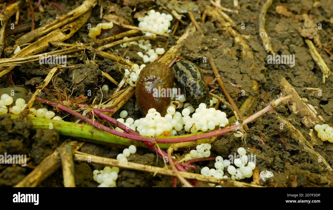 Spanish slug eggs nest hatchery egg-laying laying white pest Arion ...