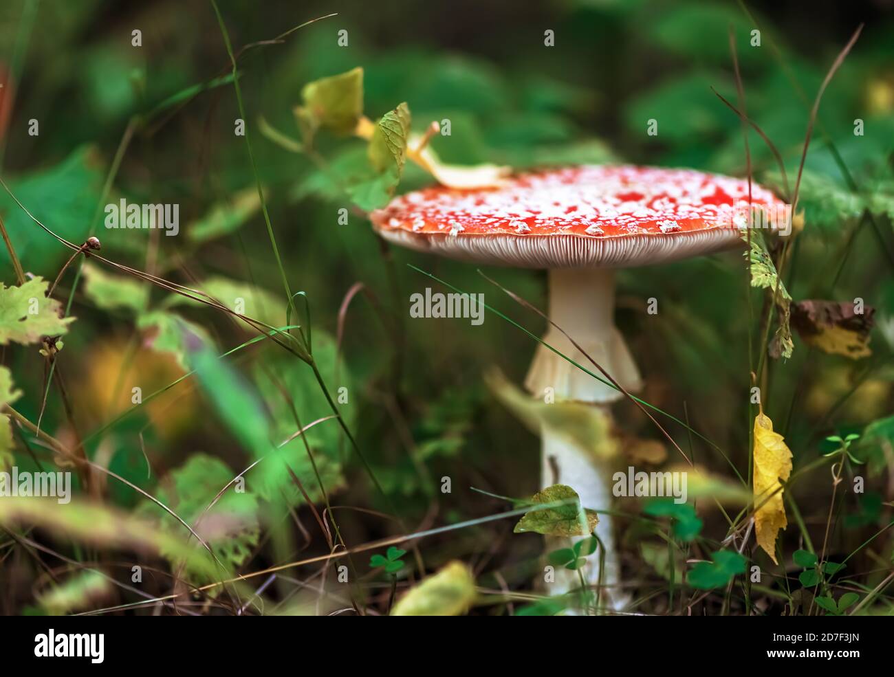 Beautiful little red fly hi-res stock photography and images - Alamy
