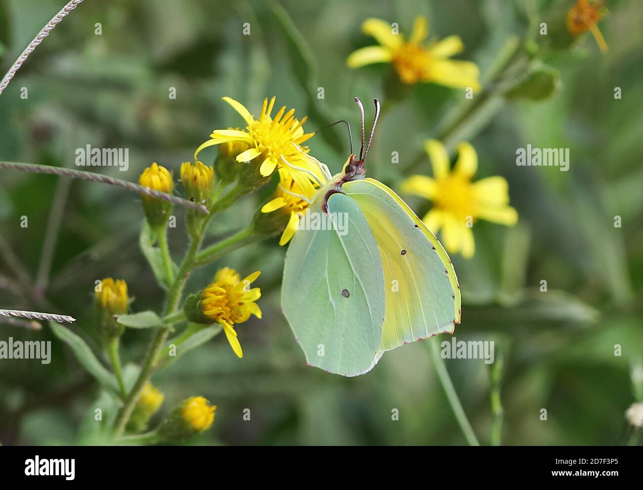 Cleopatra butterfly hi-res stock photography and images - Alamy