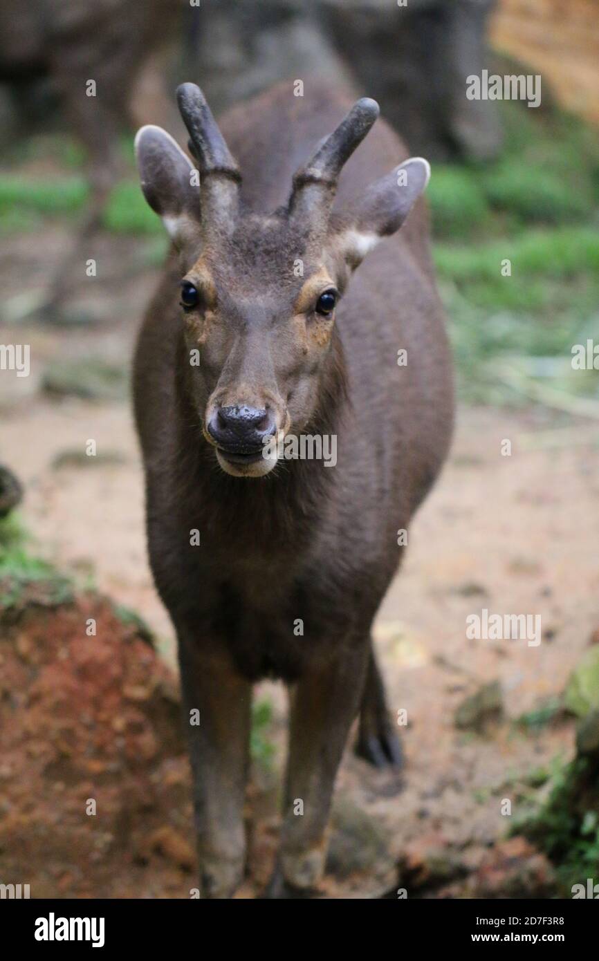 Rusa unicolor borneo hi-res stock photography and images - Alamy