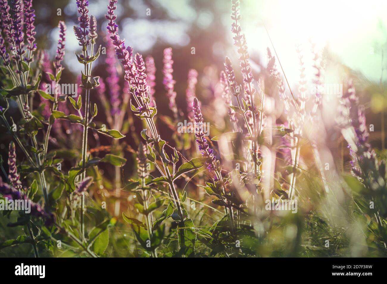 Sunny day on the flowers meadow. Beautiful natural background Stock ...