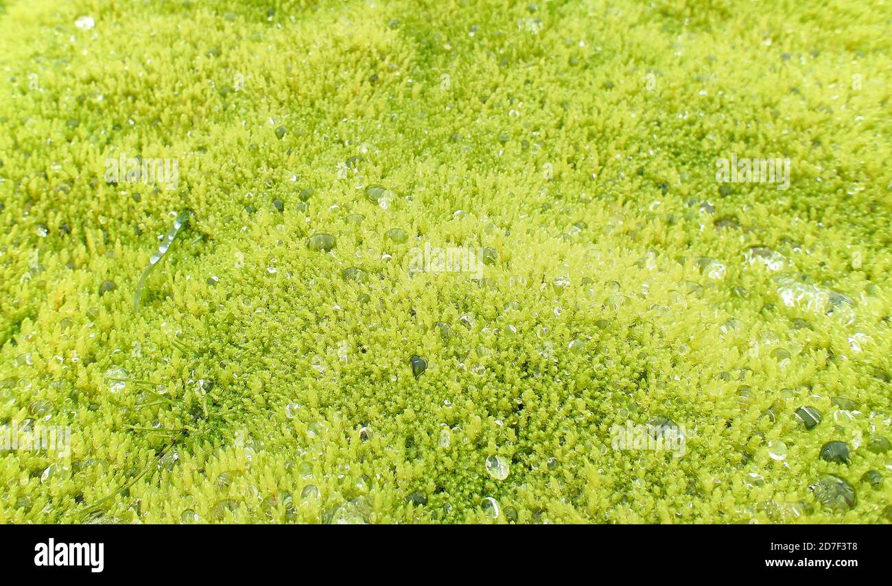 wet green moss in drops natural background with copy space Stock Photo ...