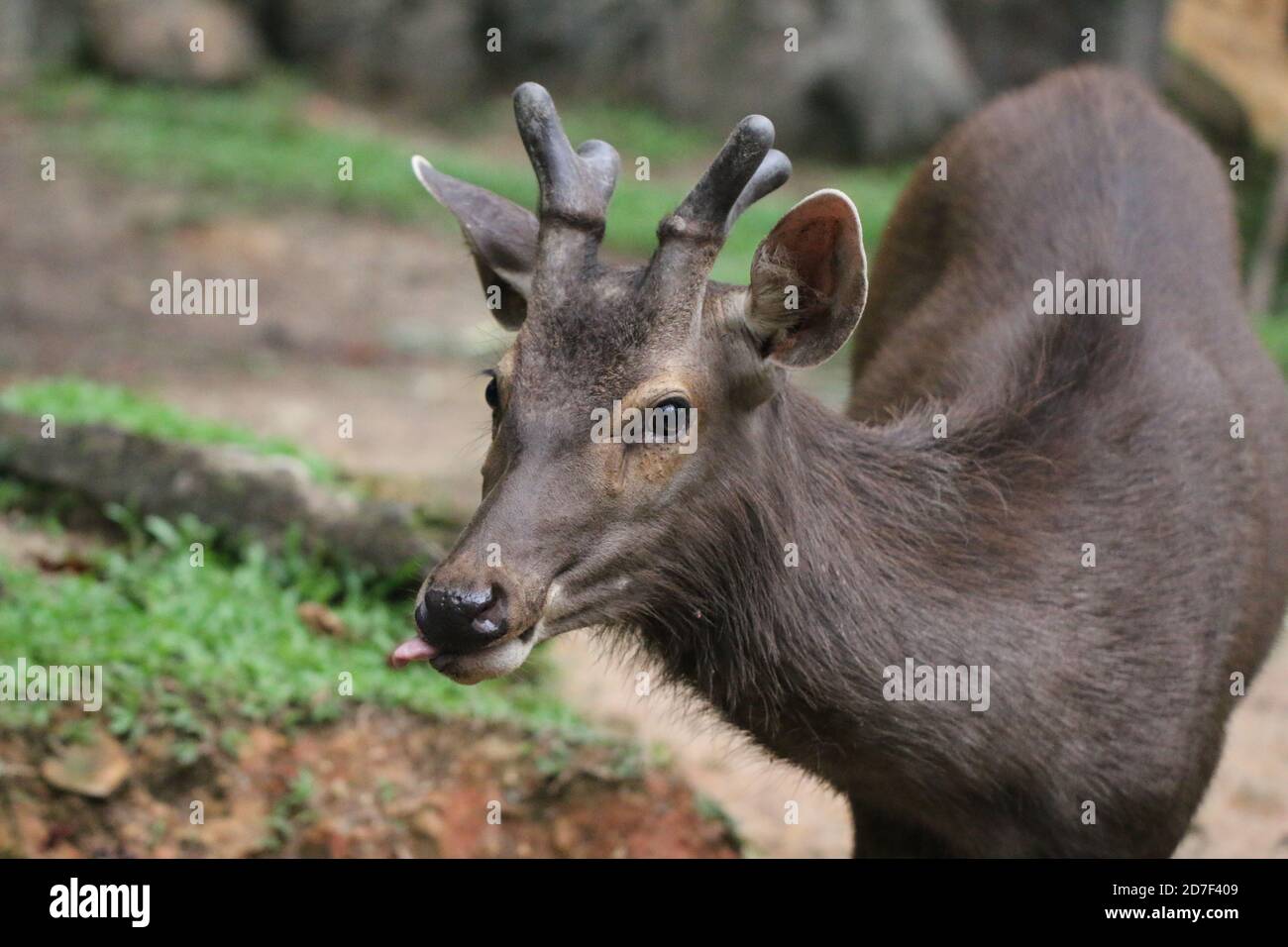 Rusa unicolor borneo hi-res stock photography and images - Alamy