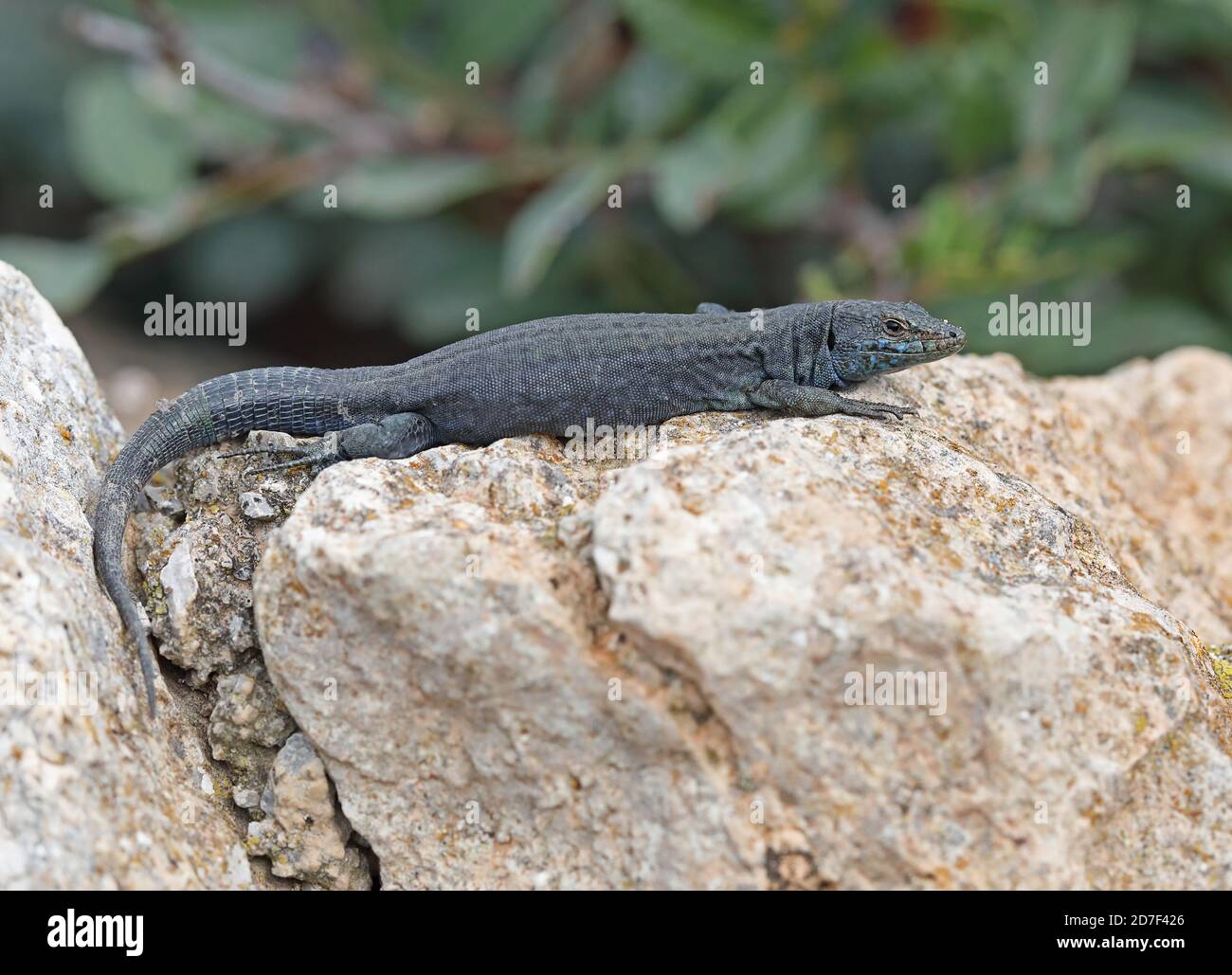 Lilford's Wall Lizard High Resolution Stock Photography and Images - Alamy