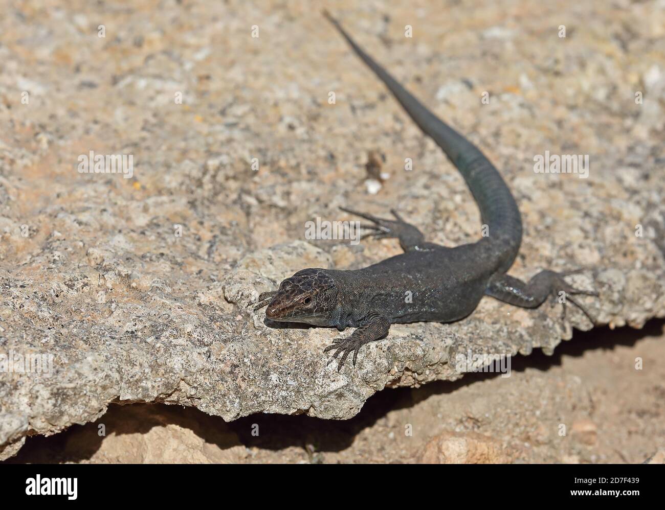 Island mallorca hi-res stock photography and images - Alamy