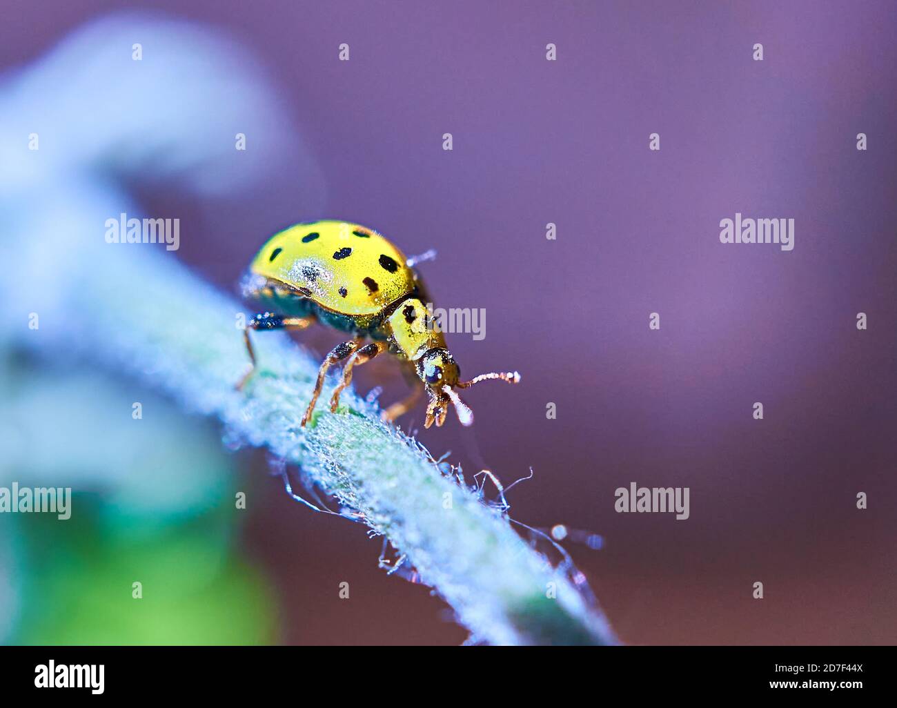 Сlose-up of a yellow ladybug on a twig Macro photography of ladybird ...