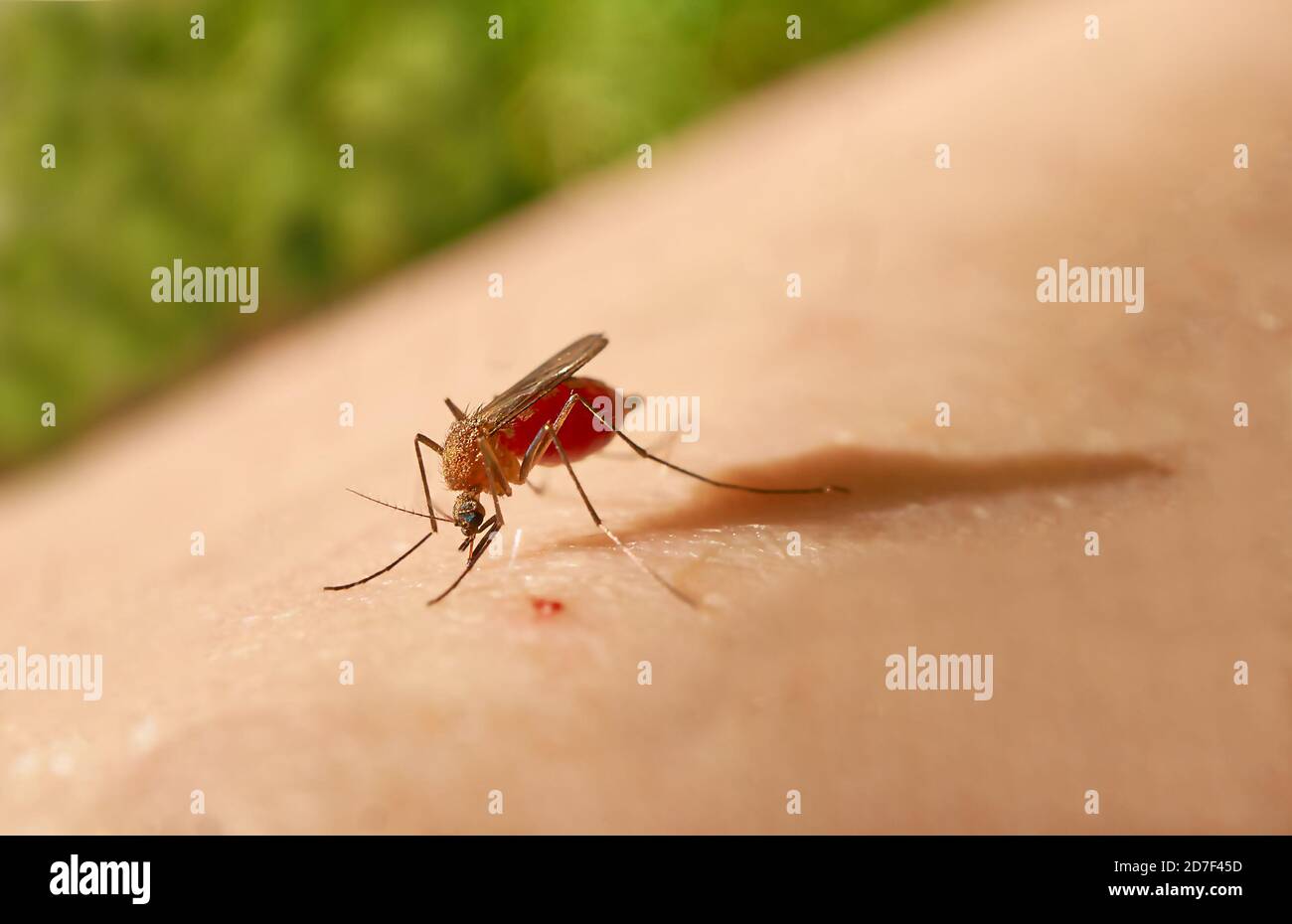 mosquito filled with blood on human body near bite wound Stock Photo ...