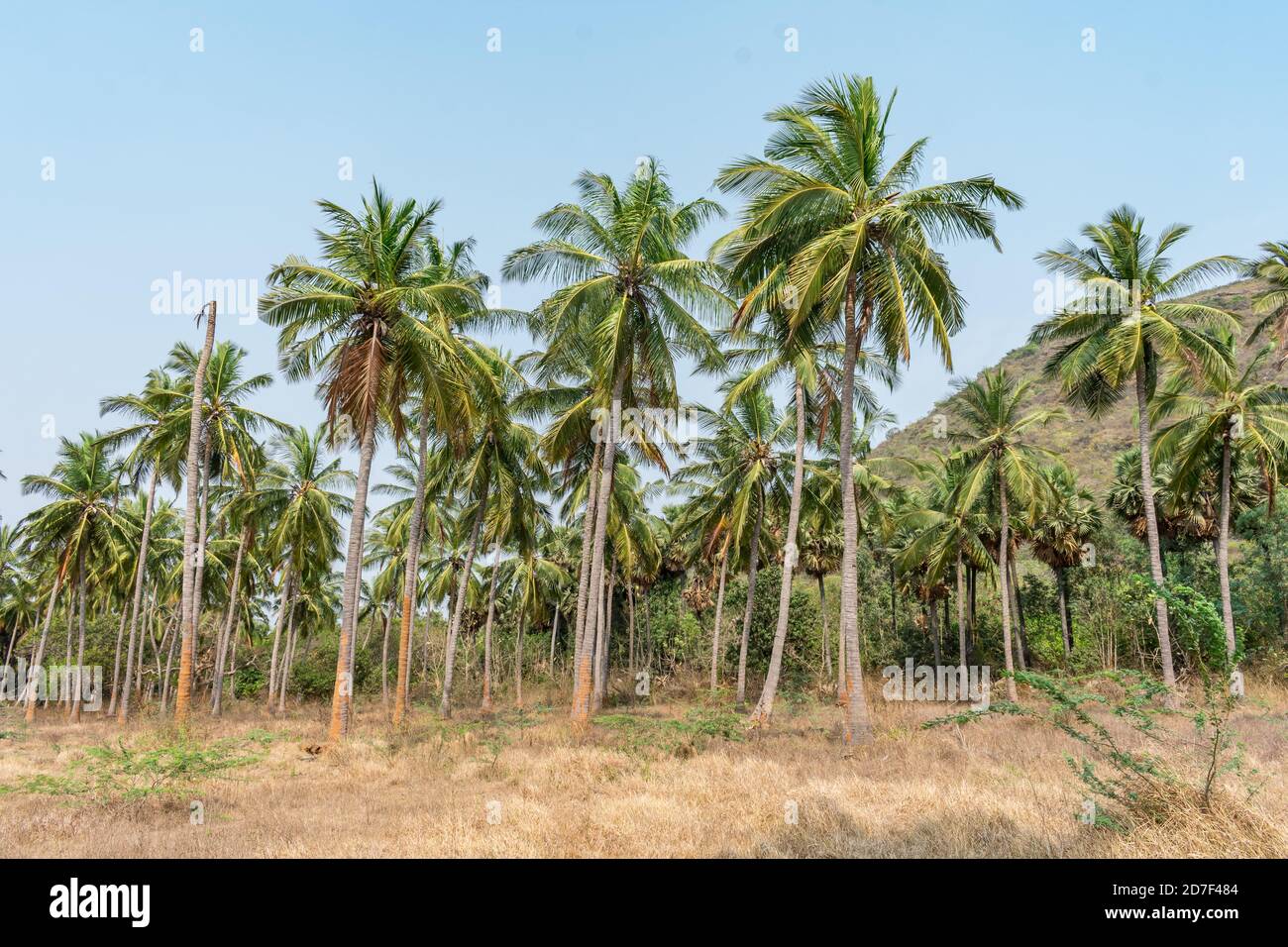 In a coconut plantation hi-res stock photography and images - Alamy