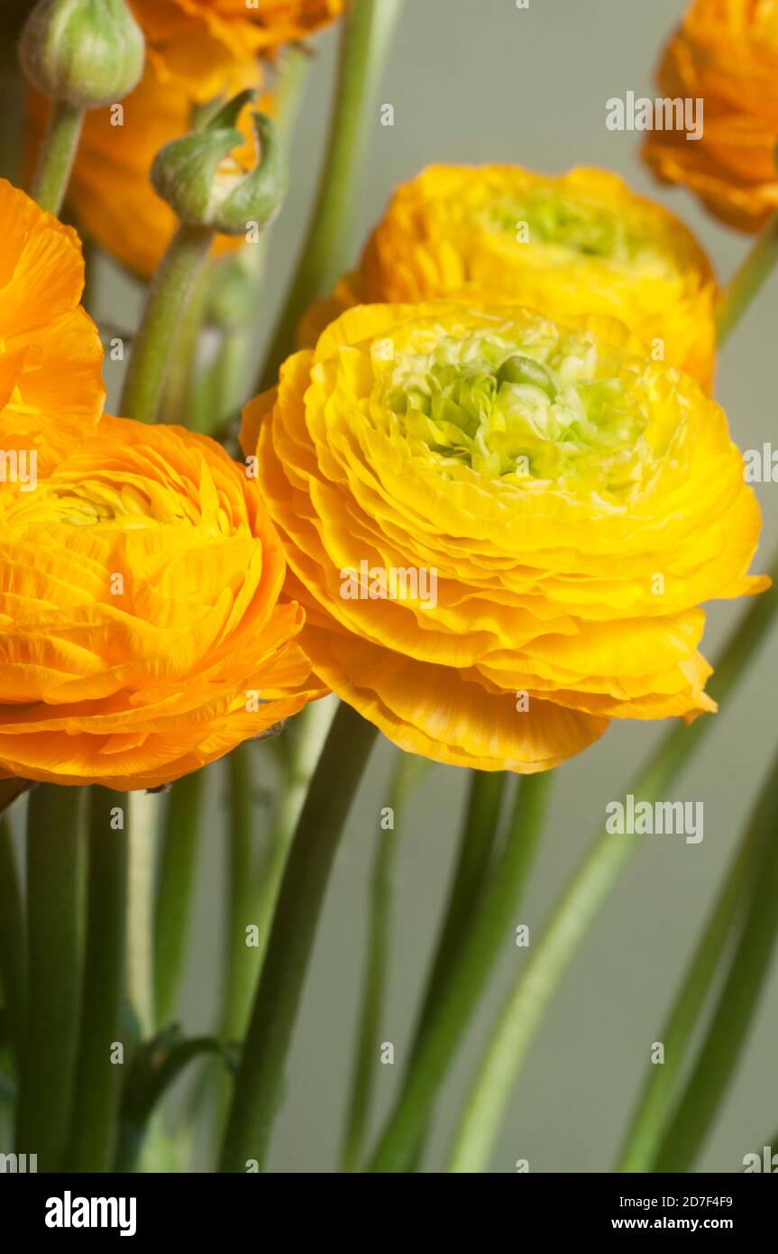Ranunculus flower over green background, closeup shot Stock Photo - Alamy