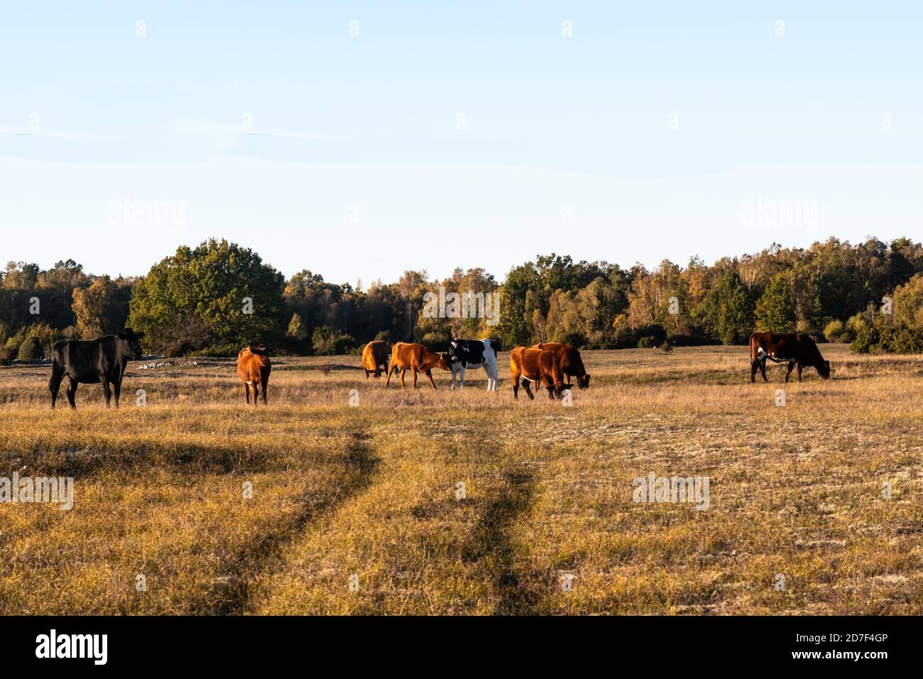 Cattle grazing in a fall colored dry grassland Stock Photo - Alamy
