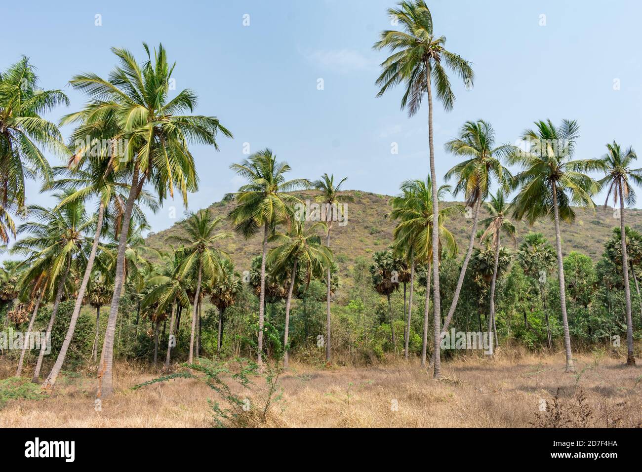 coconut trees plantation in a sequence at formal garden land looking ...