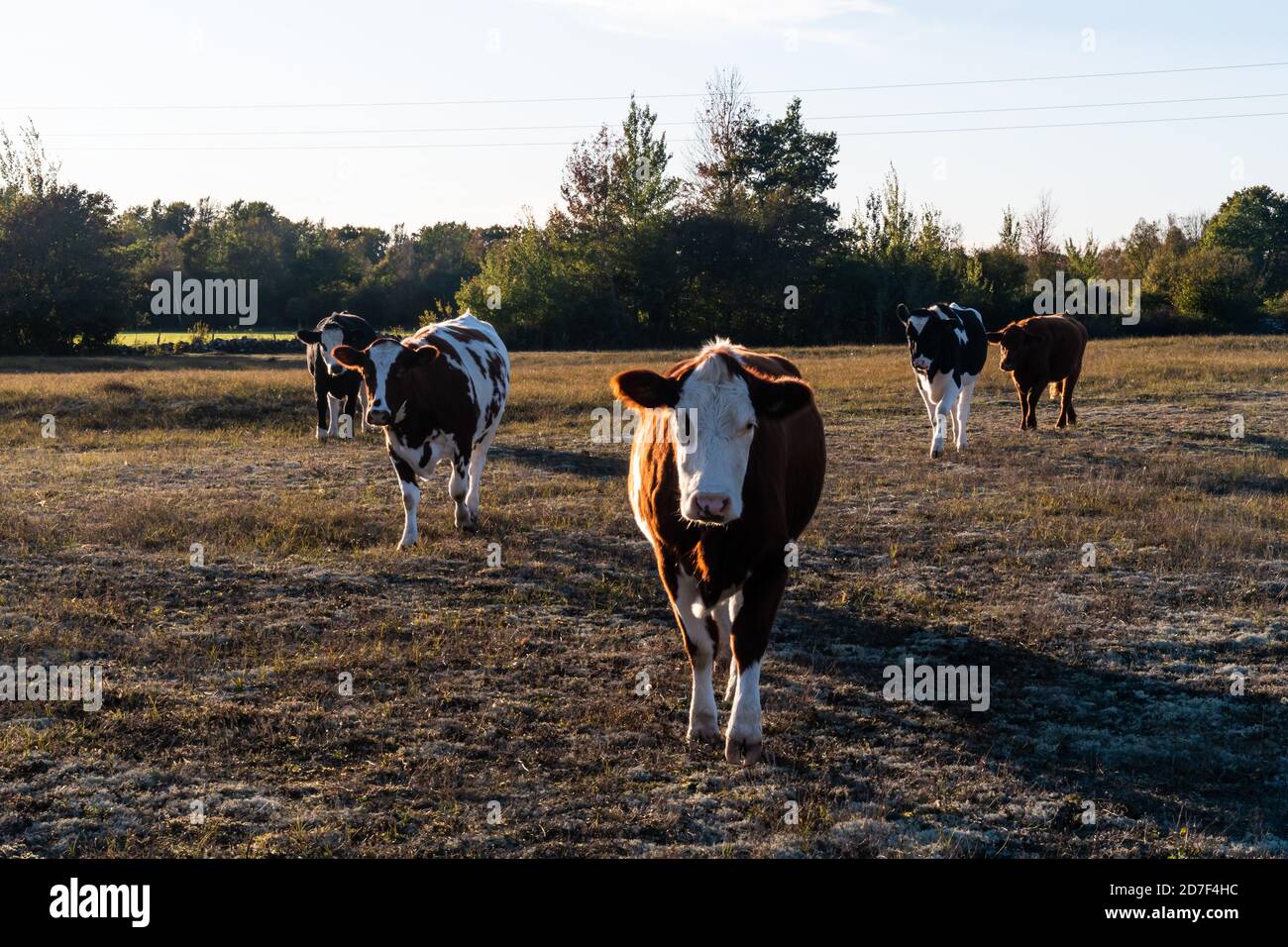 Cows in field fall colors hi-res stock photography and images - Alamy