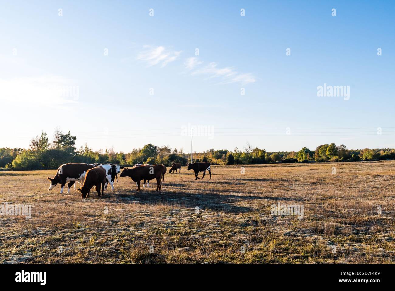 Dry grassland with grazing cattle in a fall colored landscape Stock ...