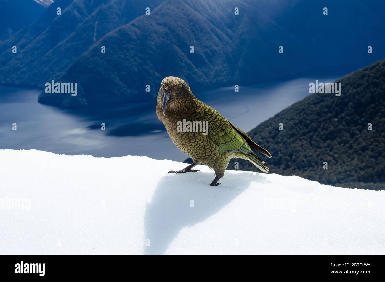 Kea wing colours hi-res stock photography and images - Alamy