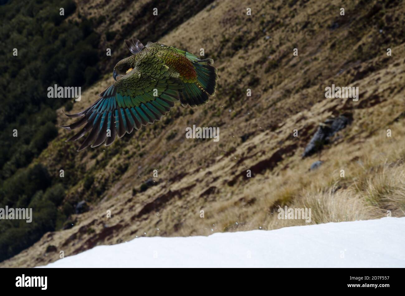 Kea wing colours hi-res stock photography and images - Alamy