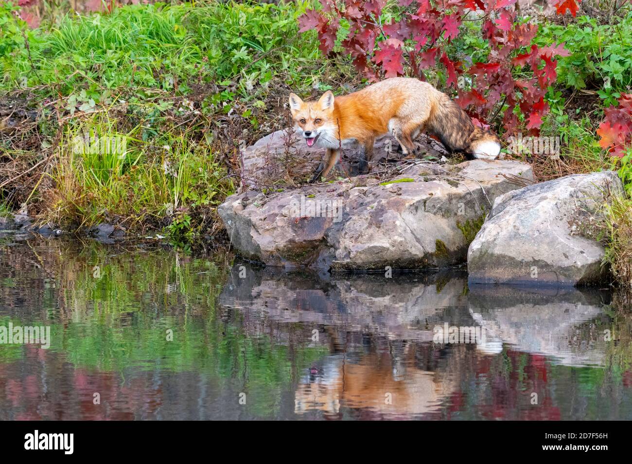 Red Fox in Autumn with Reflection in Water Stock Photo - Alamy