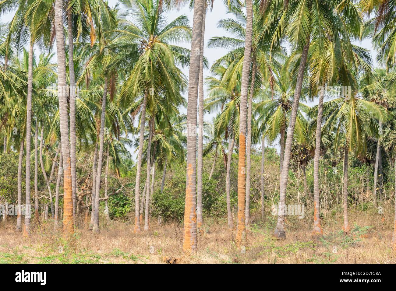coconut trees plantation in a sequence at formal garden land looking ...