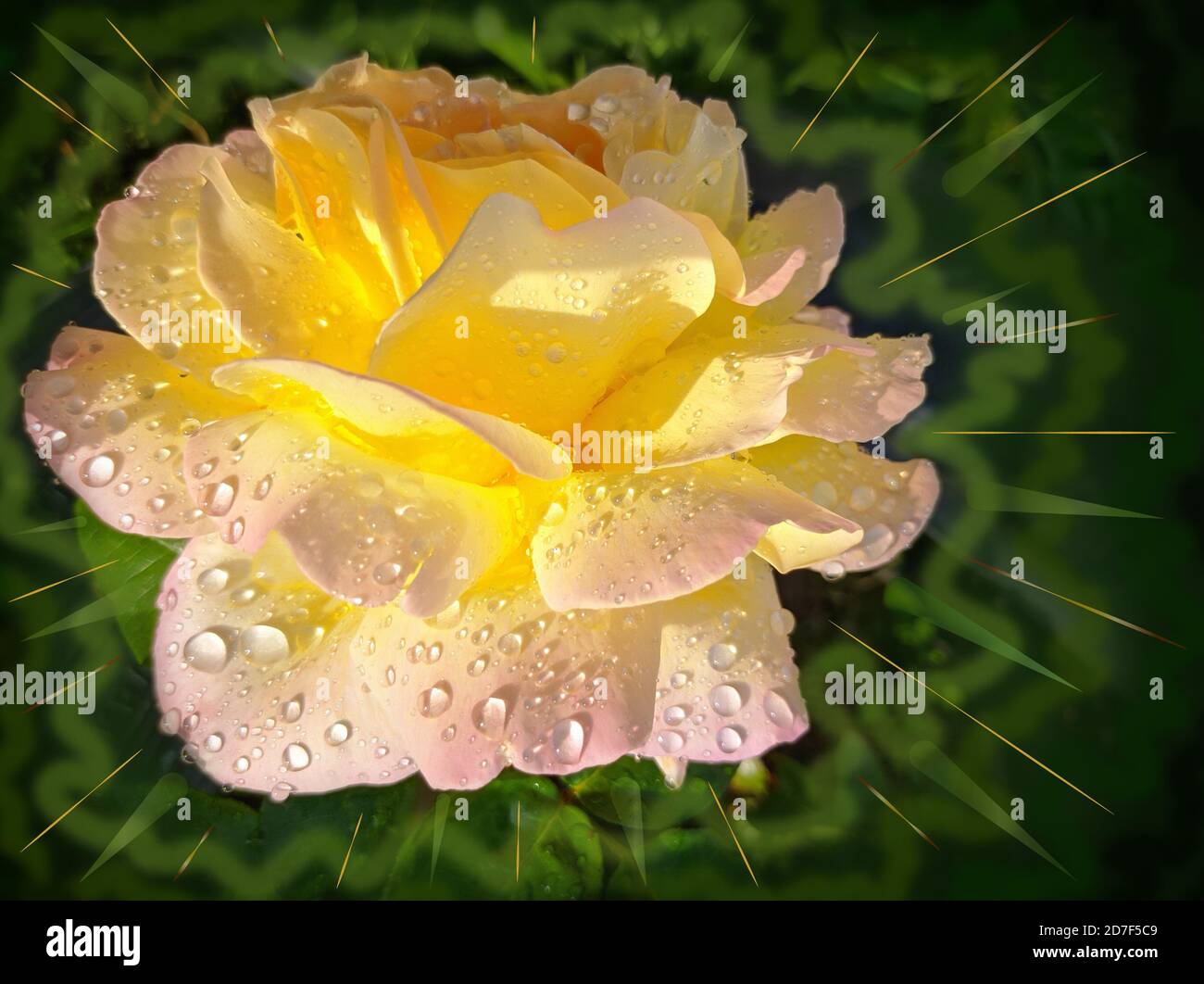 Beautiful tender rose with dew drops and rays Stock Photo - Alamy