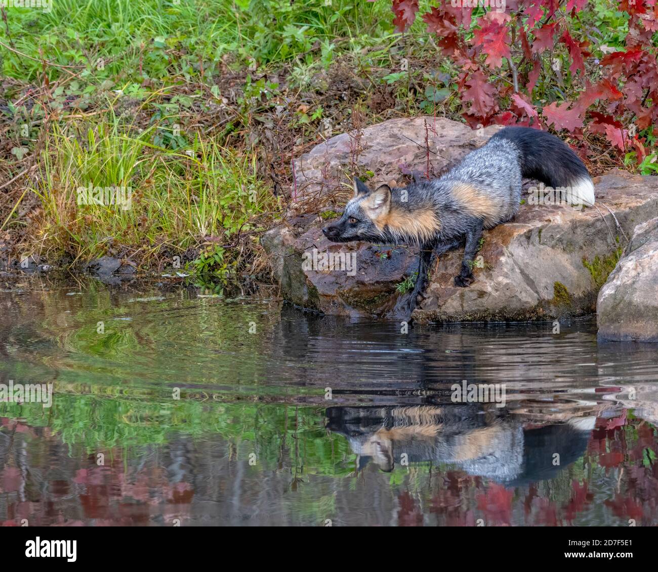 Cross Fox in Autumn with Reflection in Water Stock Photo - Alamy
