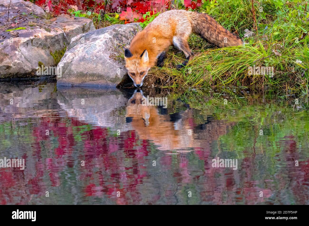 Red fox reflection vulpes vulpes hi-res stock photography and images ...