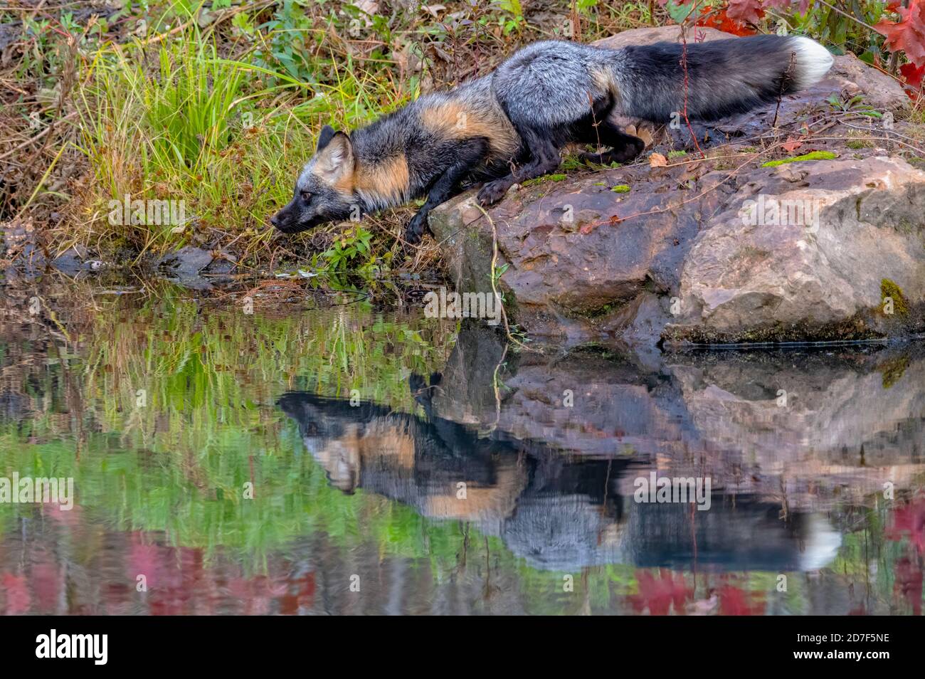 Cross Fox in Autumn with Reflection in Water Stock Photo - Alamy