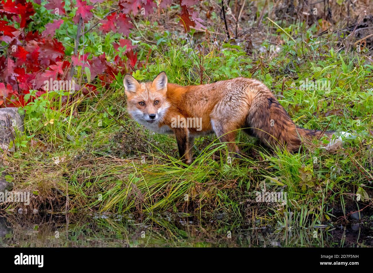 Hunter lake minnesota hi-res stock photography and images - Alamy