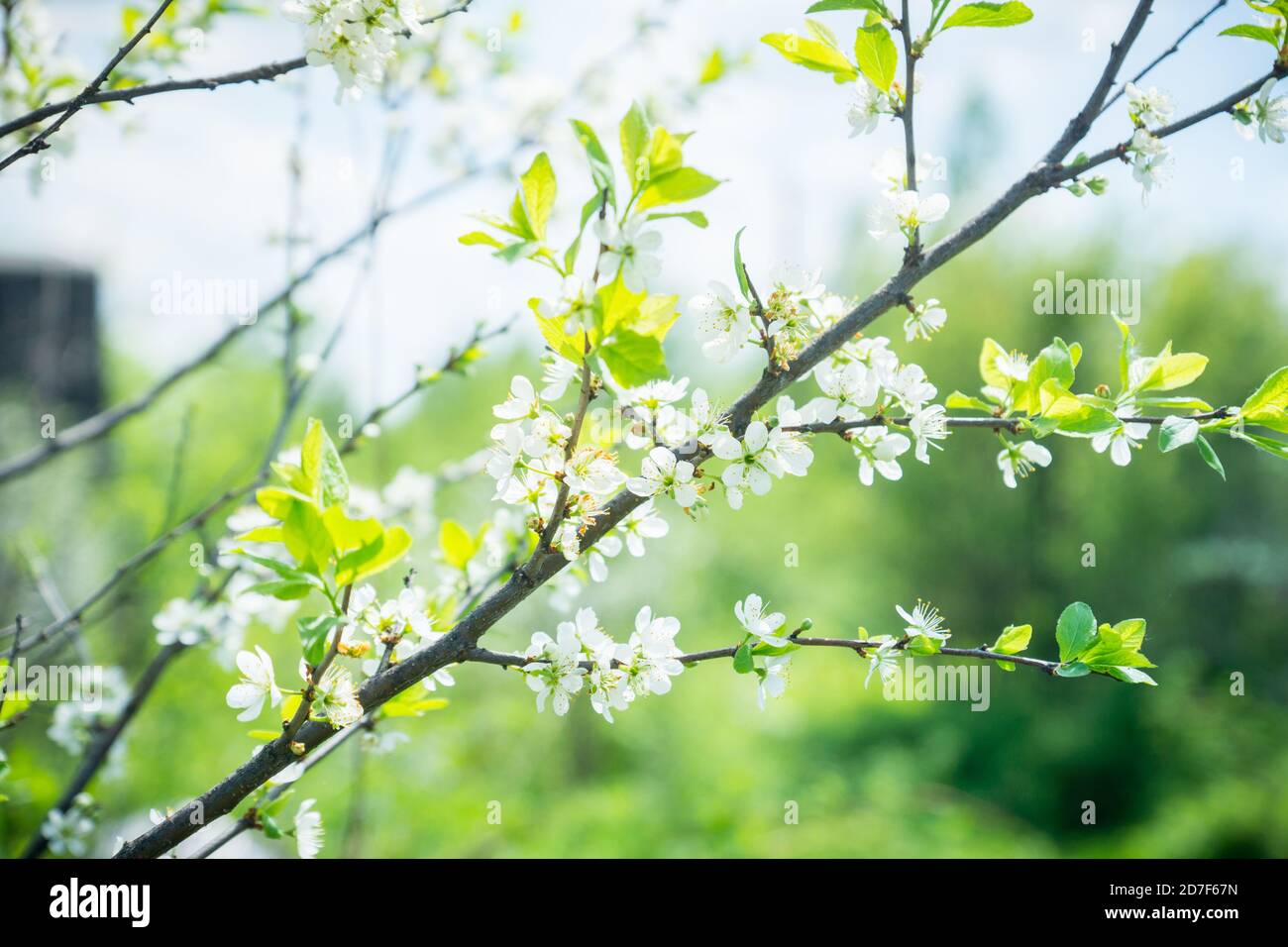 Blooming plum tree in the garden. Selective focus Stock Photo - Alamy