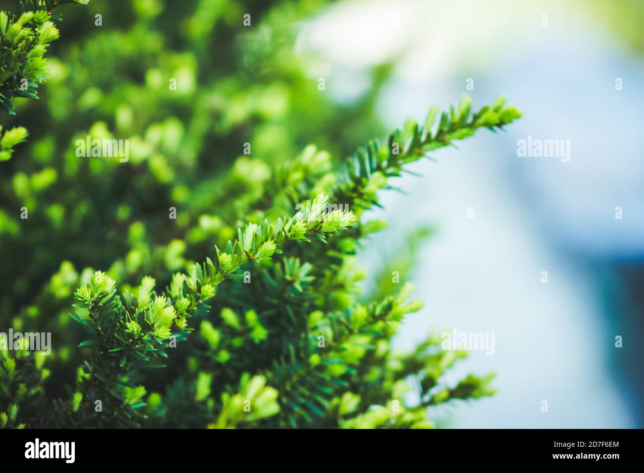 Taxus baccata (Yaw tree) bush in the garden. Selective focus Stock ...