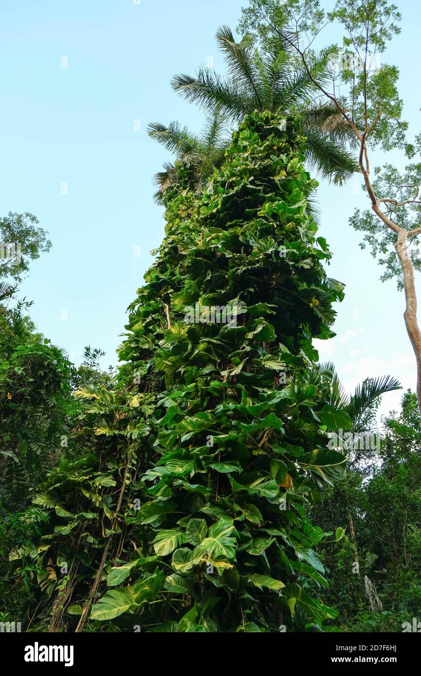 Plant growing over a tree in a green forrest Stock Photo - Alamy