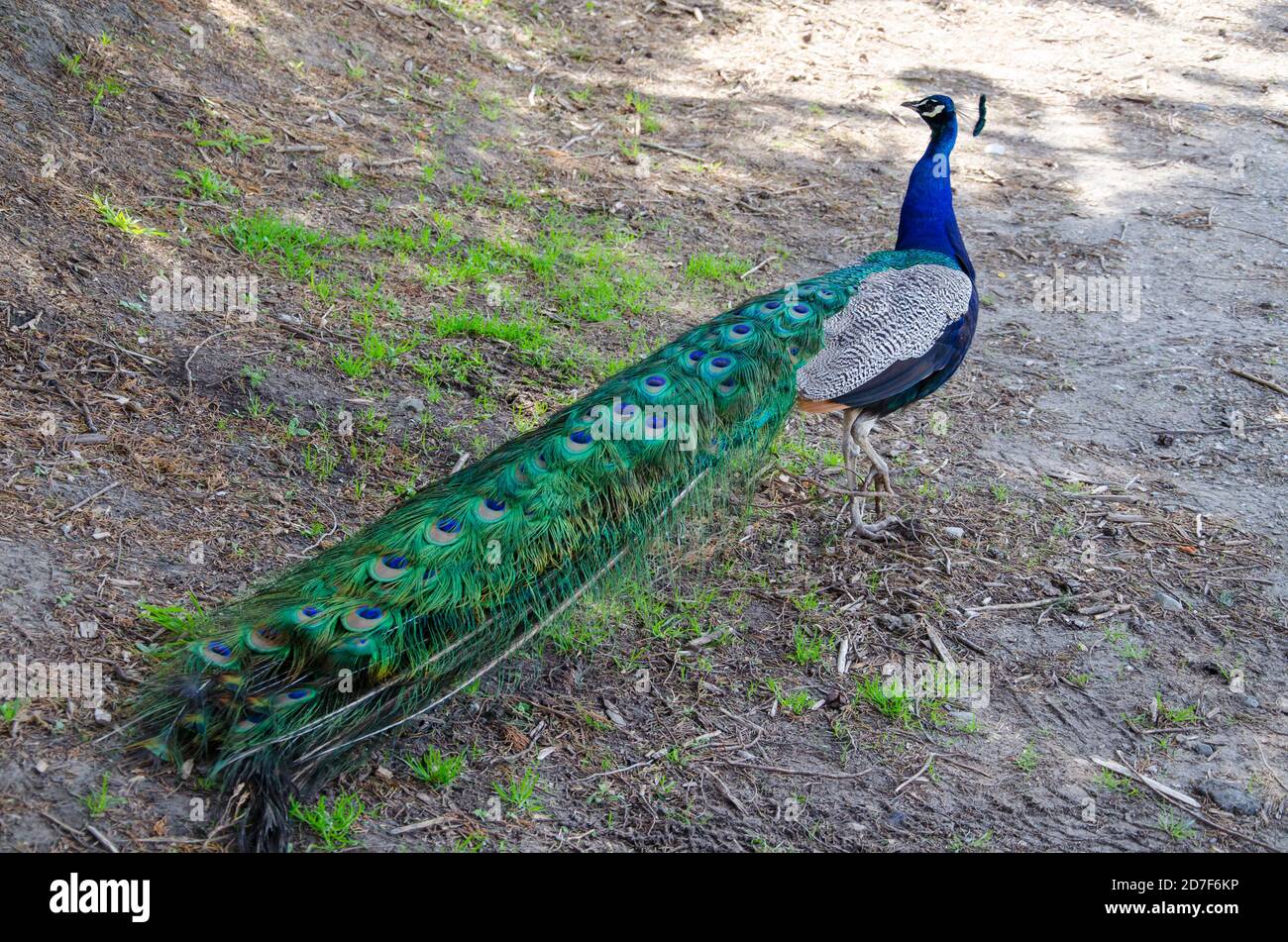 Wild peacock new zealand hi-res stock photography and images - Alamy