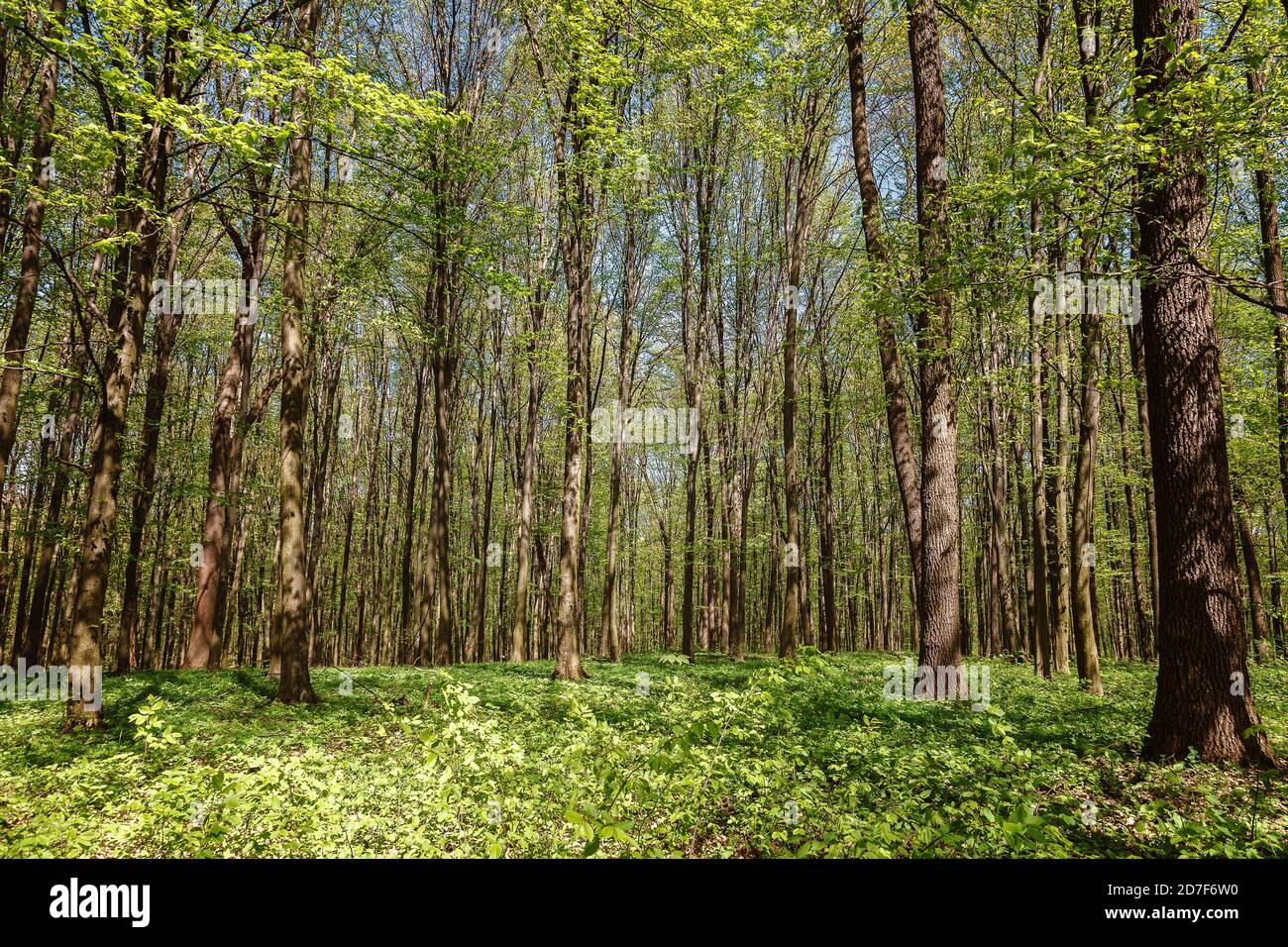 Spring green forest in the a sunlight Stock Photo - Alamy