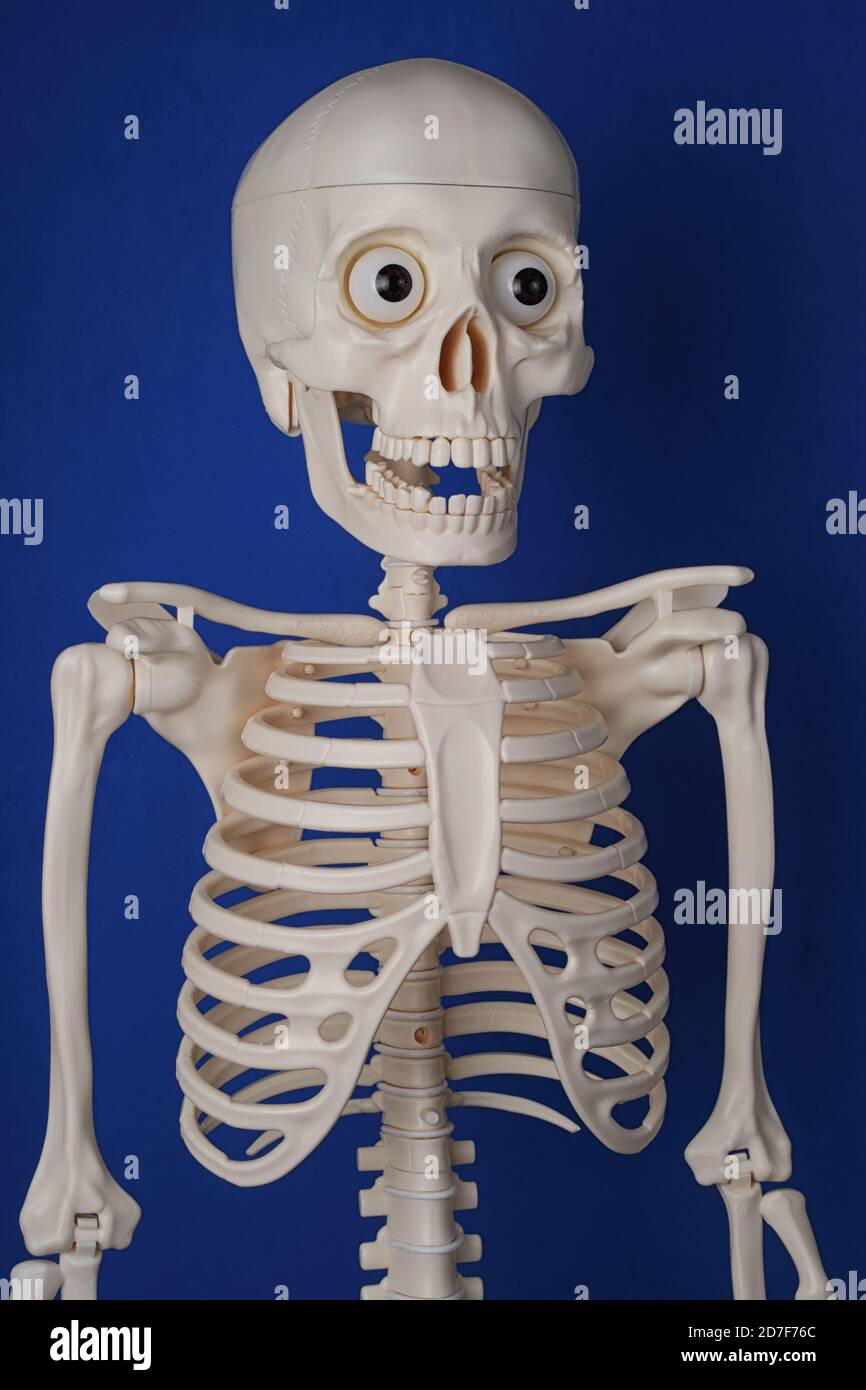 Artificial human skeleton on a blue background, close-up Stock Photo ...