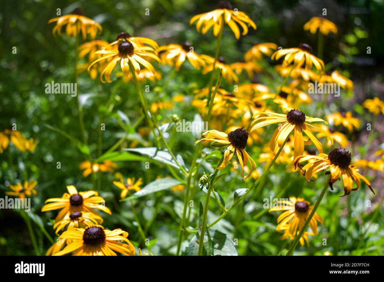 A field of golden daisies Stock Photo - Alamy