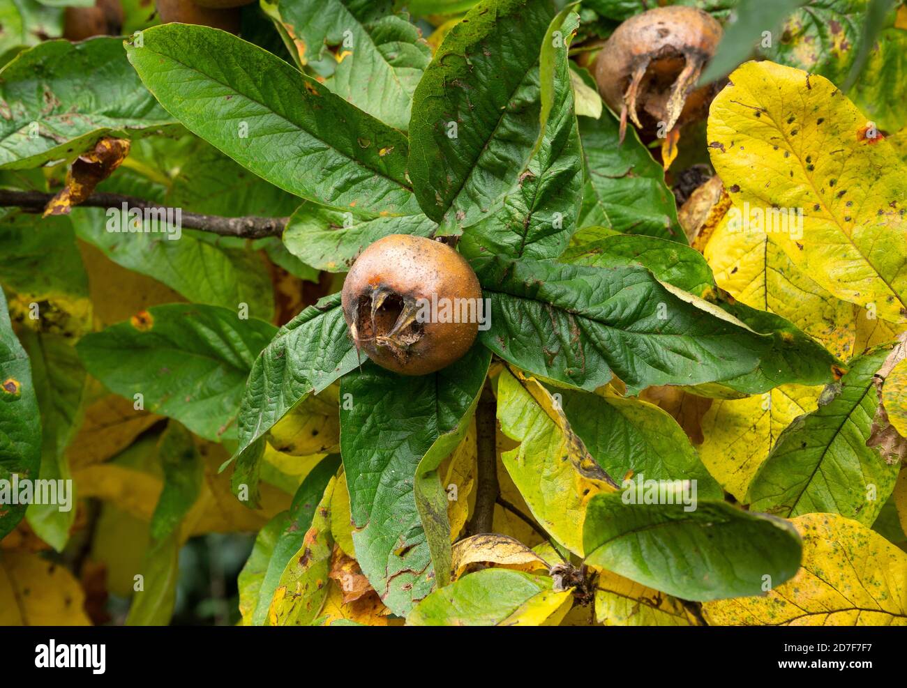 Ugly Tree High Resolution Stock Photography and Images - Alamy