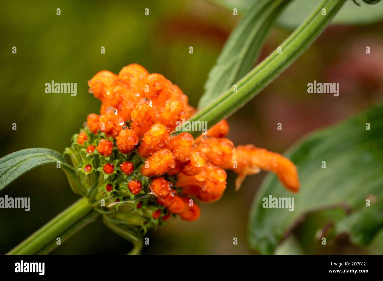Red Leonotis High Resolution Stock Photography and Images - Alamy