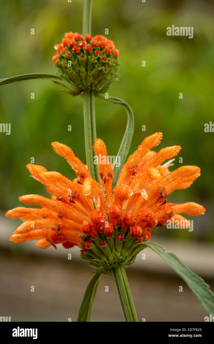 Leonotis leonurus (lion's tail), natural close-up lower portrait Stock ...