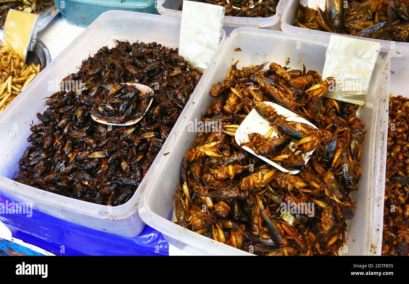 Fried insects on sale in Chiang Mai, Thailand Stock Photo - Alamy