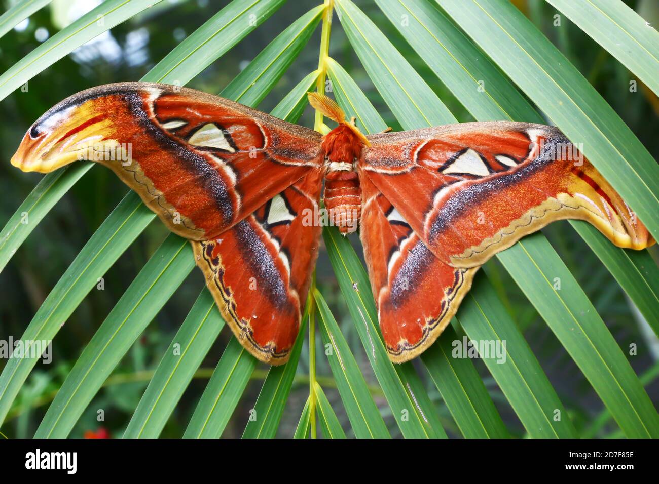 Huge moth in forest of Thailand. Its wingspan is more than 25 ...