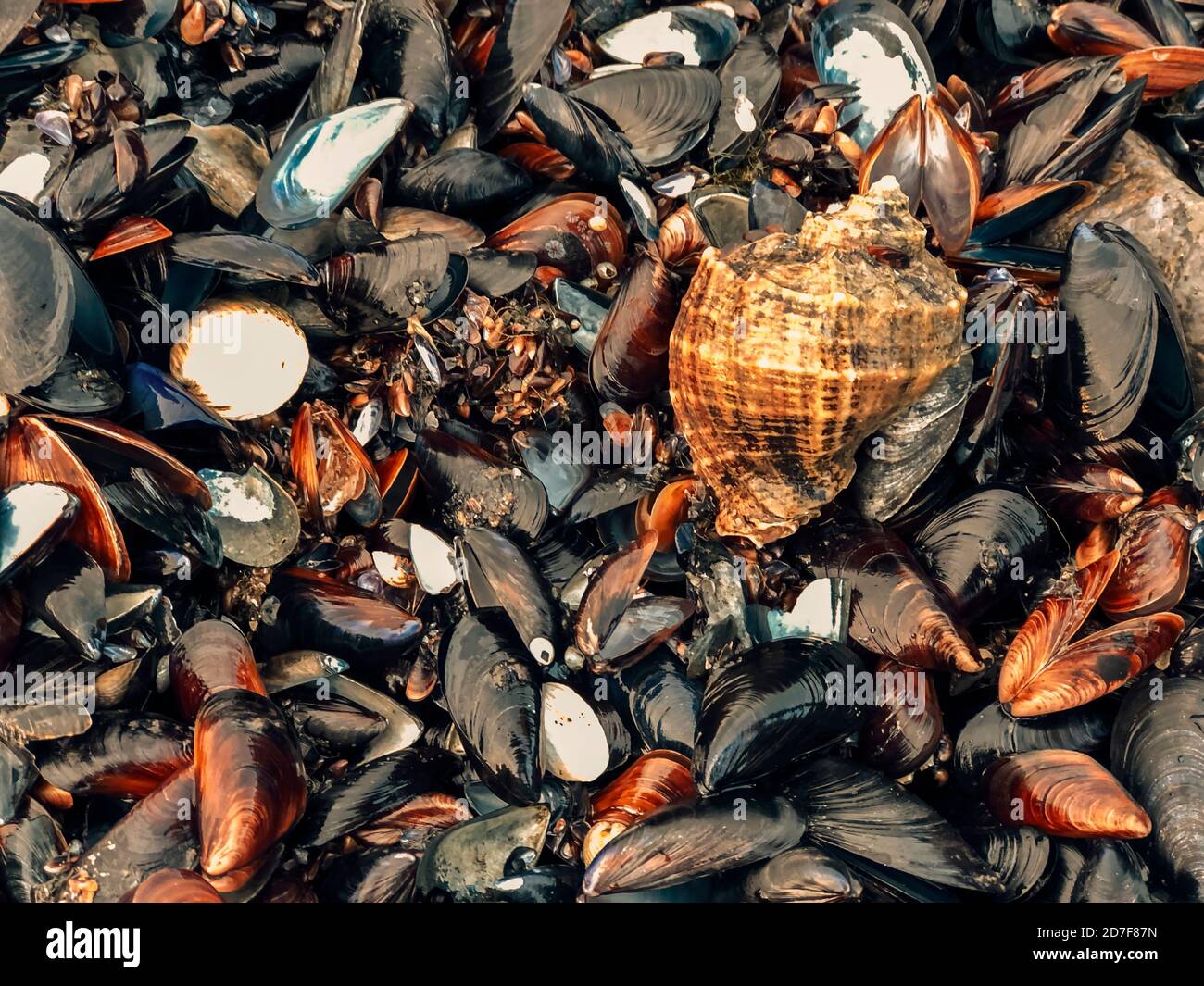 Seashells composition. Natural background of broken seashells on the ...
