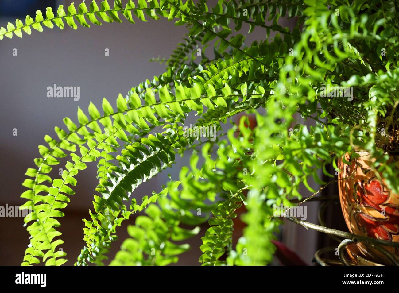 Cultivar nephrolepis sp hi-res stock photography and images - Alamy