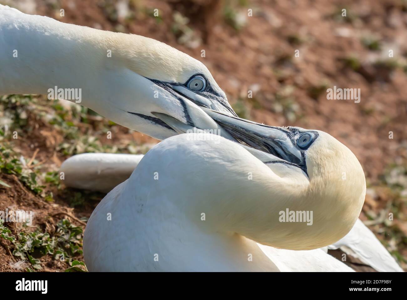 Northern gannet, head portrait of two fighting beautiful sea bird with ...