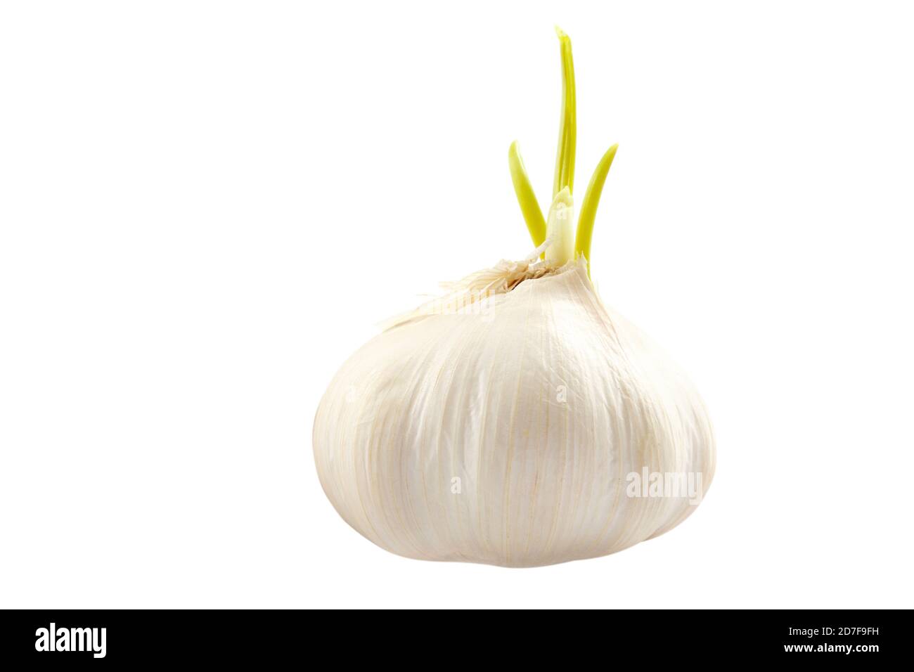 Garlic head isolated on white background Stock Photo - Alamy