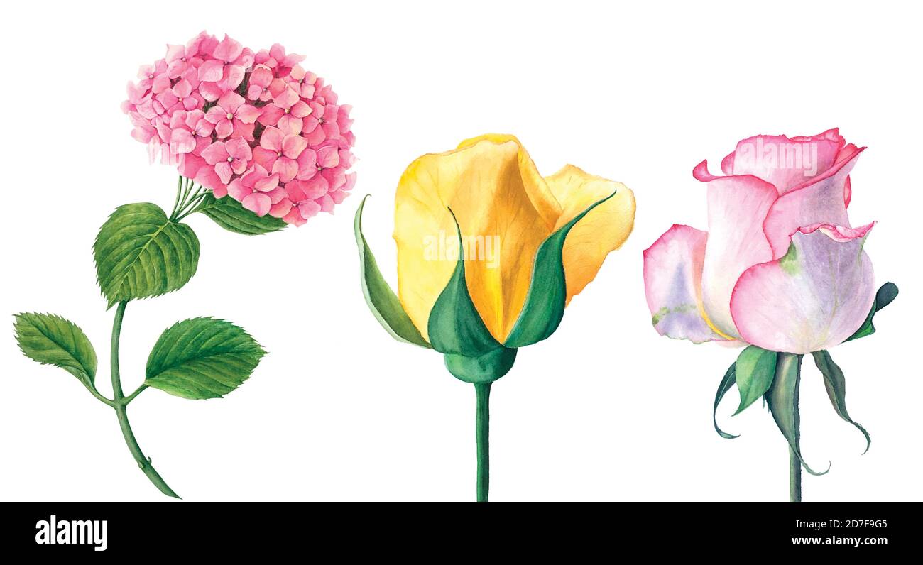 Pink hydrangea leaves on Cut Out Stock Images & Pictures - Alamy