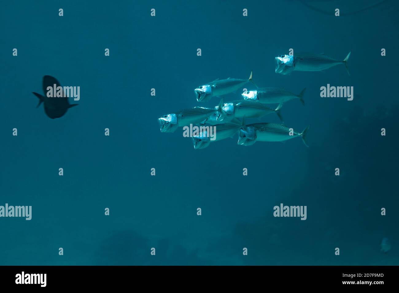 School of fish in turquoise water of coral reef in Red Sea / Egypt ...