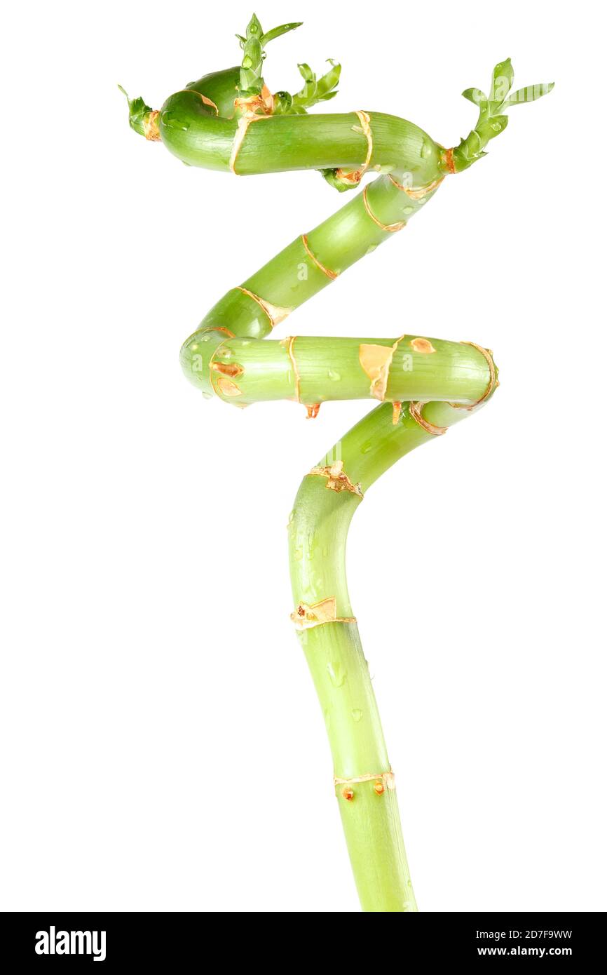 Fresh branch of green bamboo isolated on white background Stock Photo ...